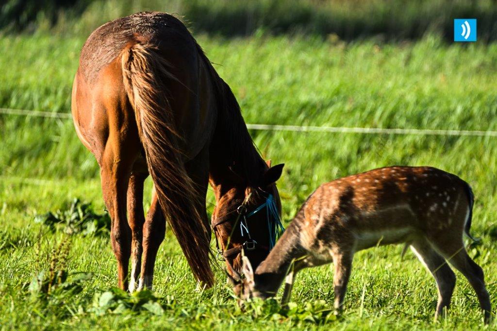 Hert voegt zich bij grazende paarden - RTV Seaport